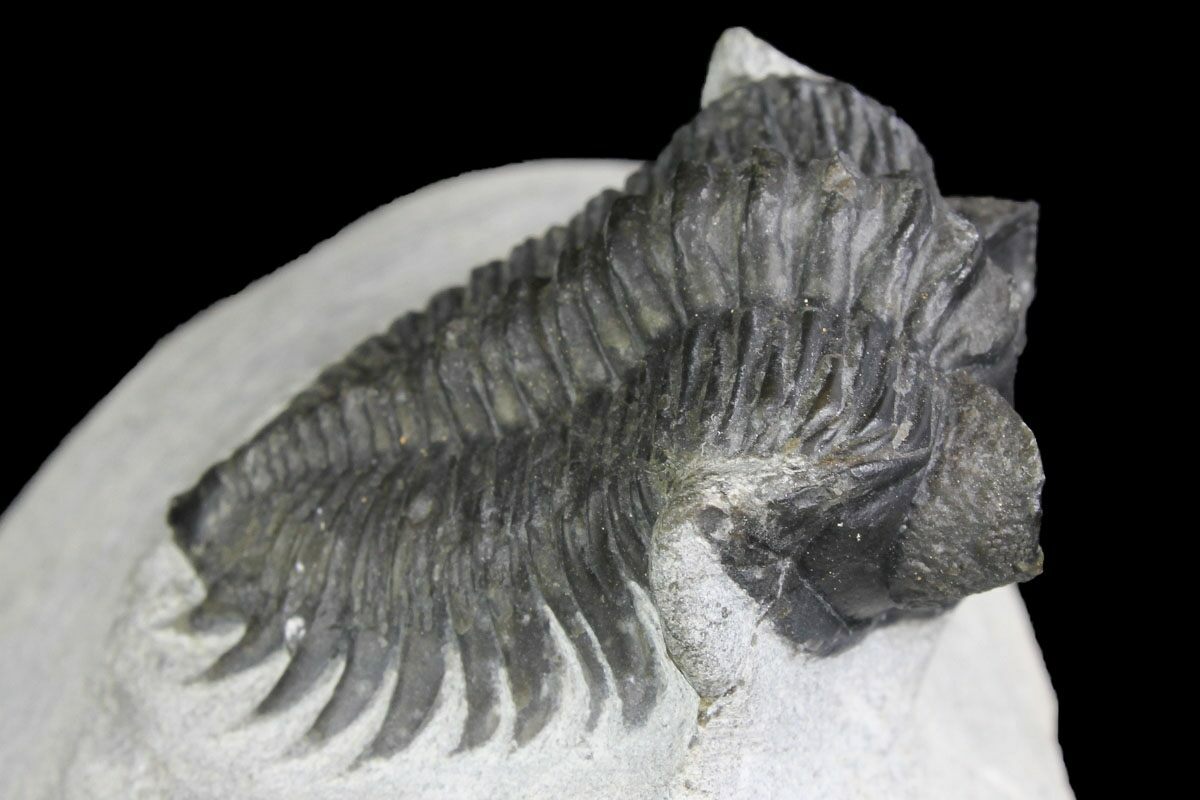 Bargain, 1.9" Coltraneia Trilobite Fossil - Huge Eyes (#137706) For ...