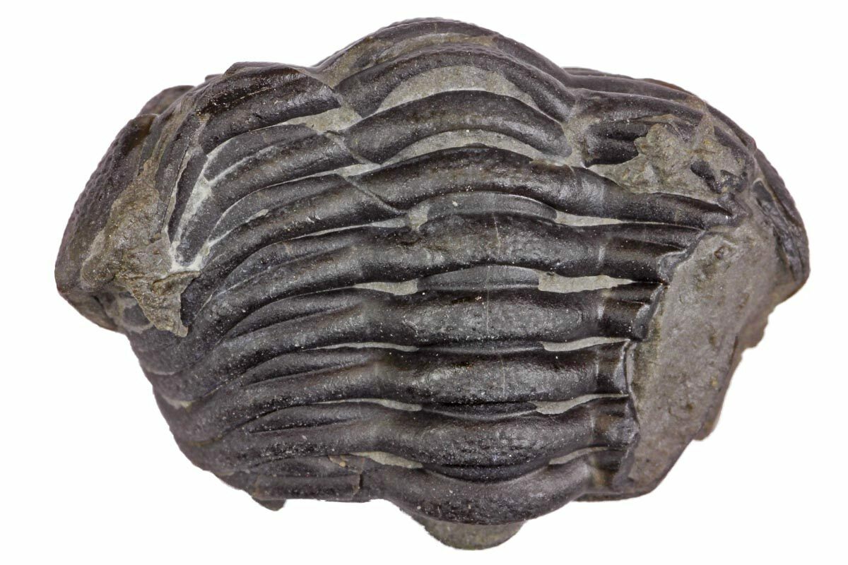 Bargain, .8" Enrolled Eldredgeops Trilobite Fossil - New York (#138824 ...