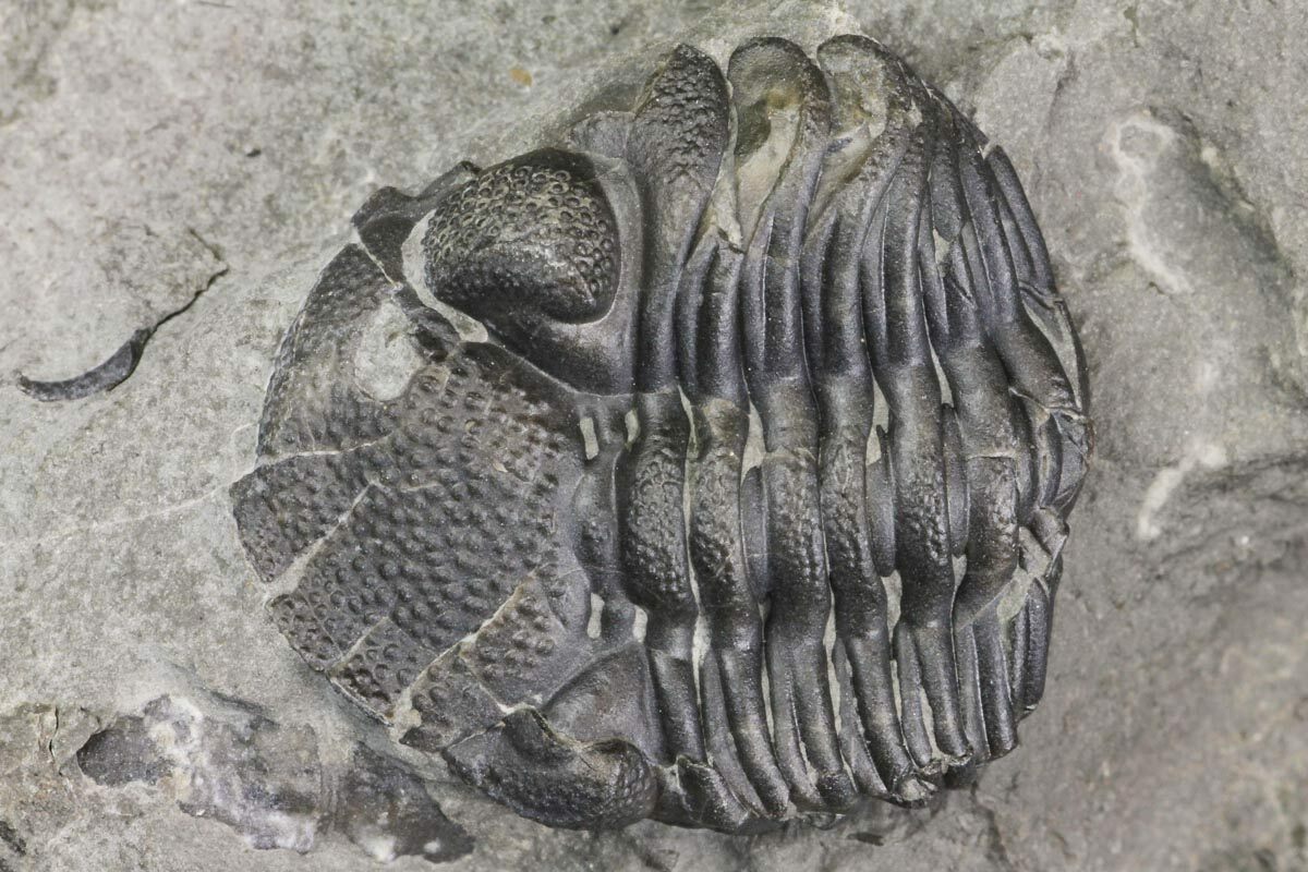 Bargain, .68" Eldredgeops Trilobite Fossil - New York (#138814) For ...