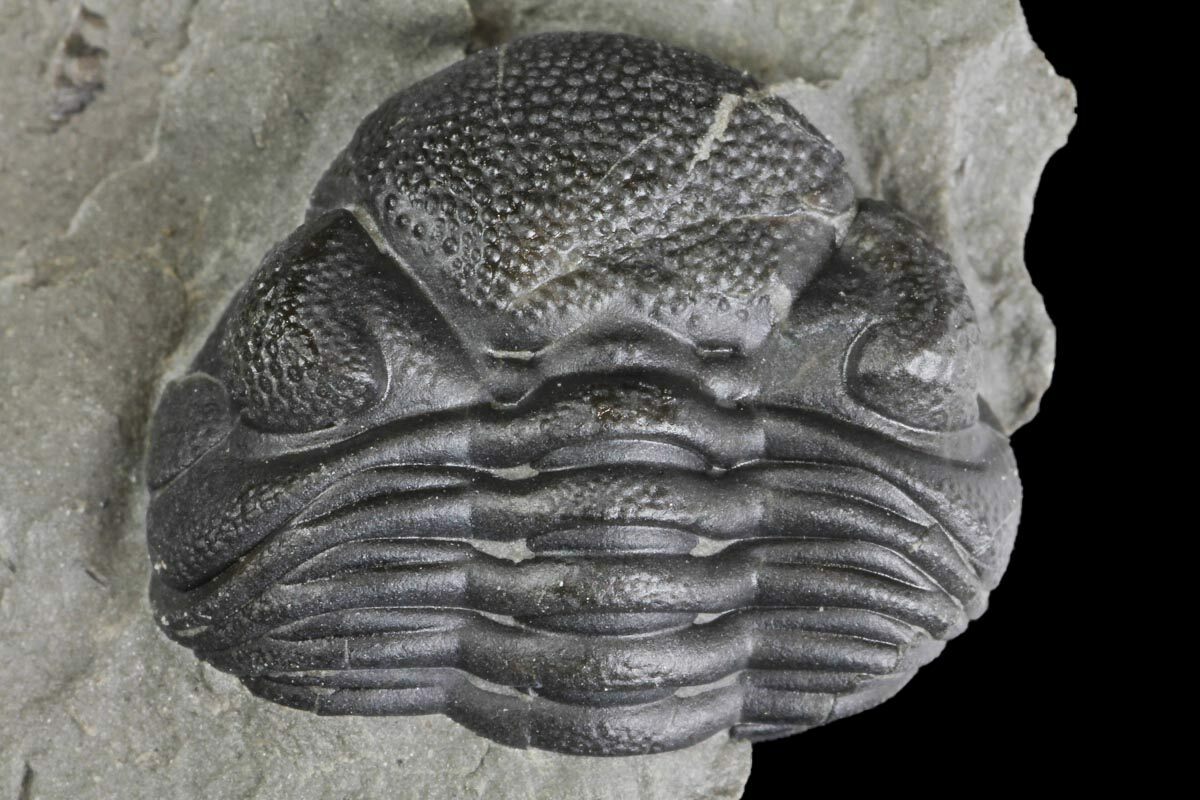 .61" Enrolled Eldredgeops Trilobite Fossil - New York (#138823) For ...