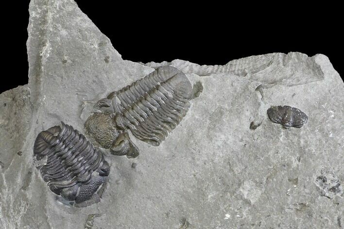 Bargain, Two Prone Eldredgeops Trilobite Fossils - New York (#138828 ...
