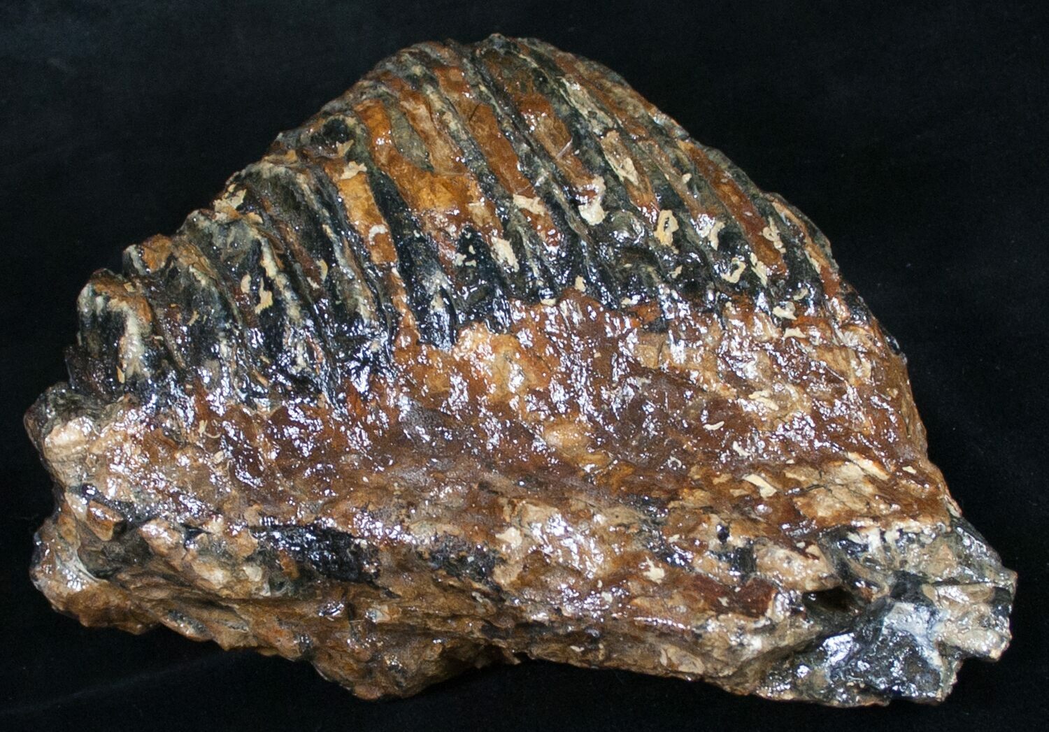 Juvenile Woolly Mammoth Molar (#9680) For Sale - FossilEra.com