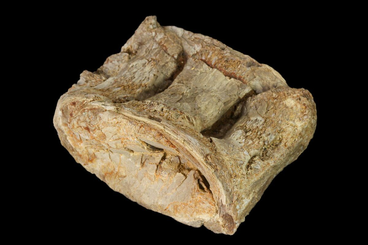 Xiphactinus Fossil