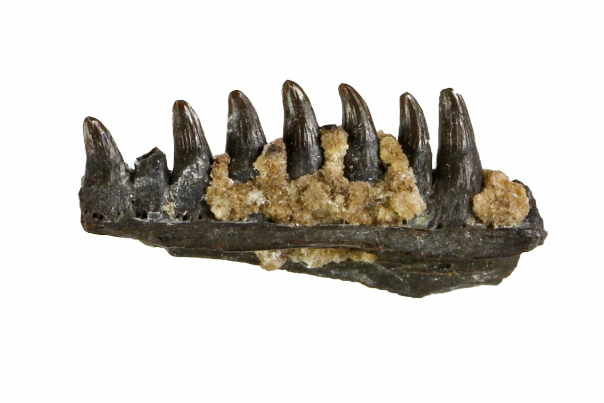 .28" Permian Synapsid (Mycterosaurus?) Jaw Section - Oklahoma For Sale ...