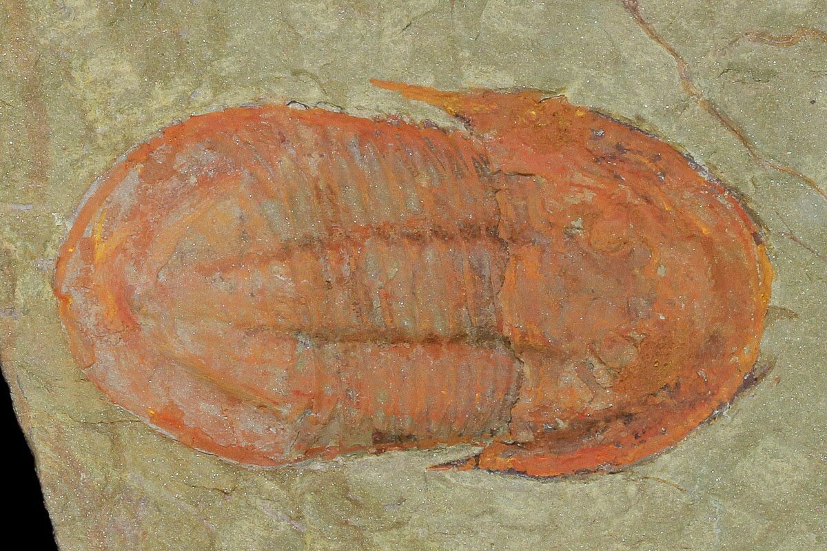 2.8" Orange, Ordovician Asaphellus Trilobite - Morocco (#140536) For ...