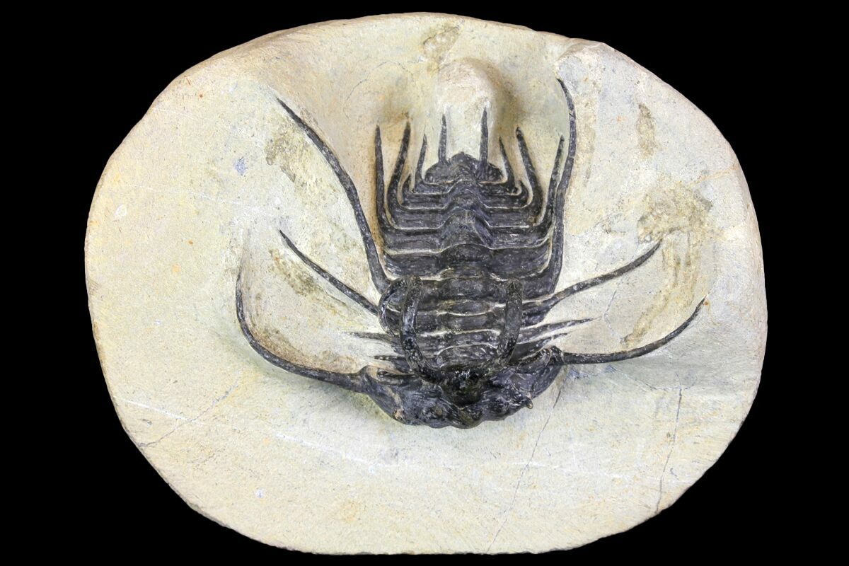 Bargain, 3.1" Dicranurus Trilobite - Atchana, Morocco (#140812) For ...