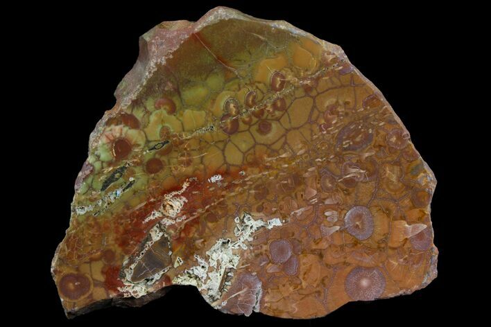 3.9" Polished Spiderweb Jasper Slab - Oregon (#141159) For Sale ...