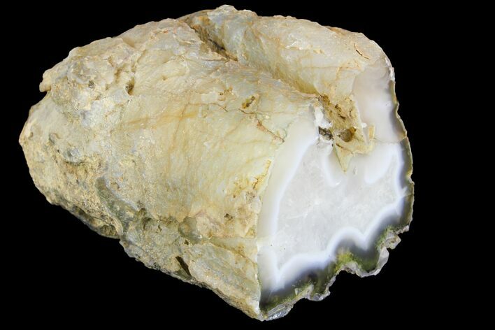 5.8" Banded Agate Petrified Wood Limb Cast - Oregon (#141466) For Sale ...