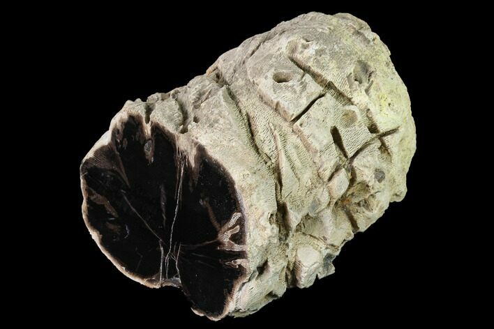 4.8" Petrified Wood (Sycamore) Limb Section - Sweethome, Oregon ...