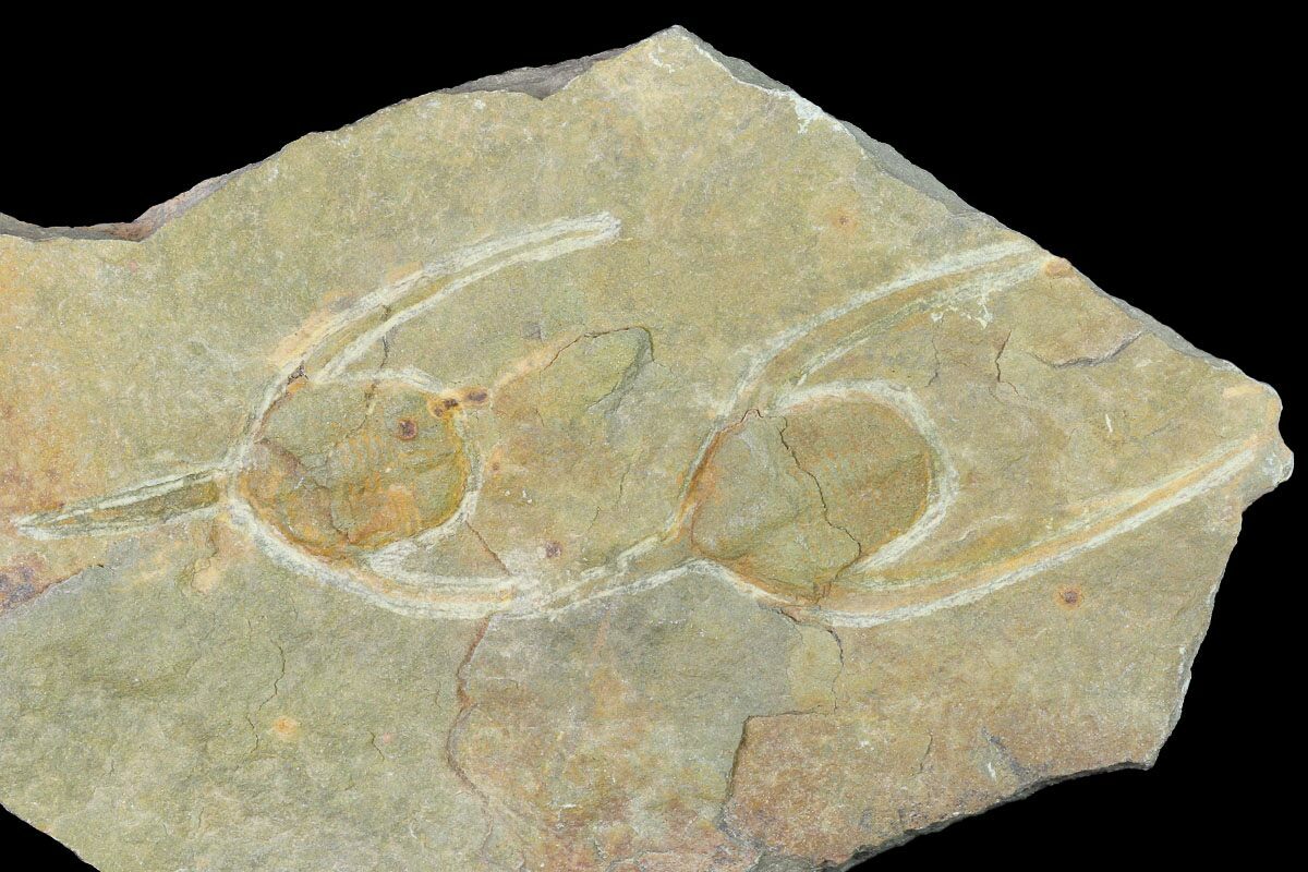Pair Of Lonchodomas (Ampyx) Trilobites - Morocco (#141889) For Sale ...