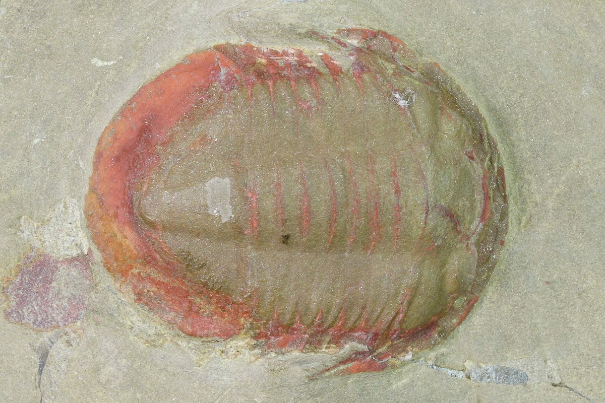 1.6" Orange/Red, Ordovician Asaphellus Trilobite - Morocco (#141891 ...