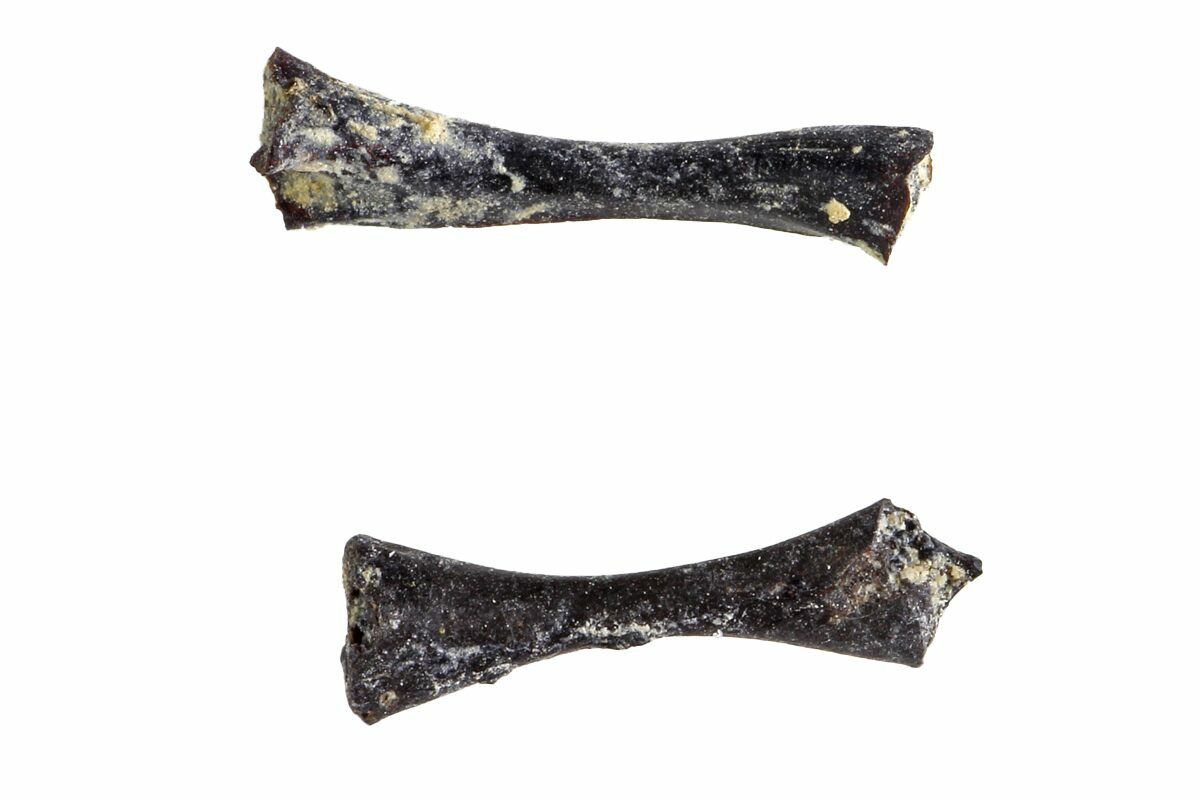 Pair of Permian Reptile Limb Bones - Oklahoma (#142996) For Sale ...