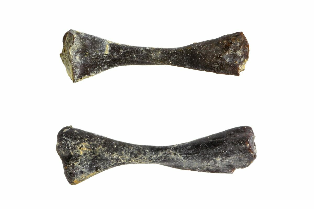 Pair of Permian Reptile Limb Bones - Oklahoma (#143003) For Sale ...