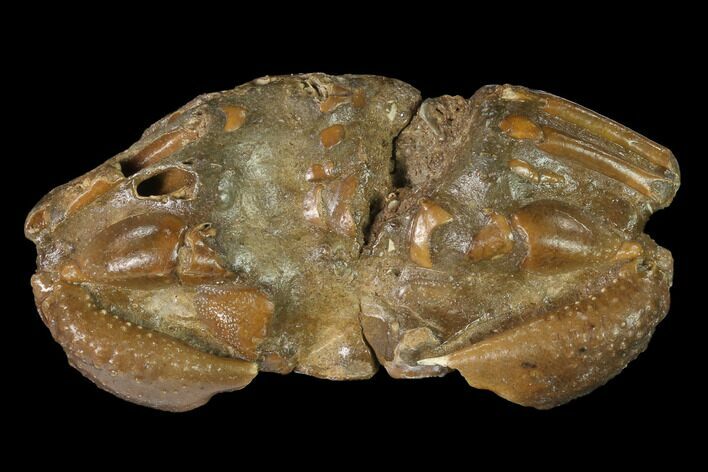 2.4" Pliocene Crab (Galene) Fossil - Cape York Peninsula, Australia ...