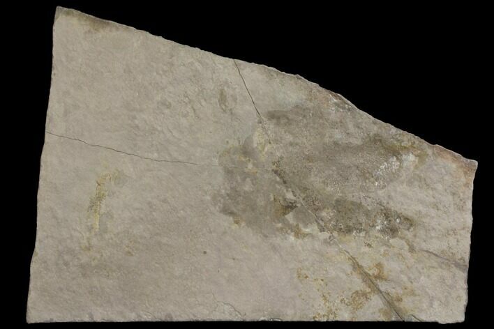 5" Eubrontes Dinosaur Footprint - Massachusetts (#143899) For Sale ...