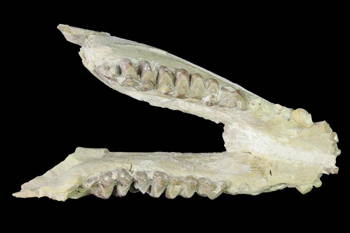5.4" Fossil Oreodont (Merycoidodon) Mandible - Wyoming (#143852) For ...