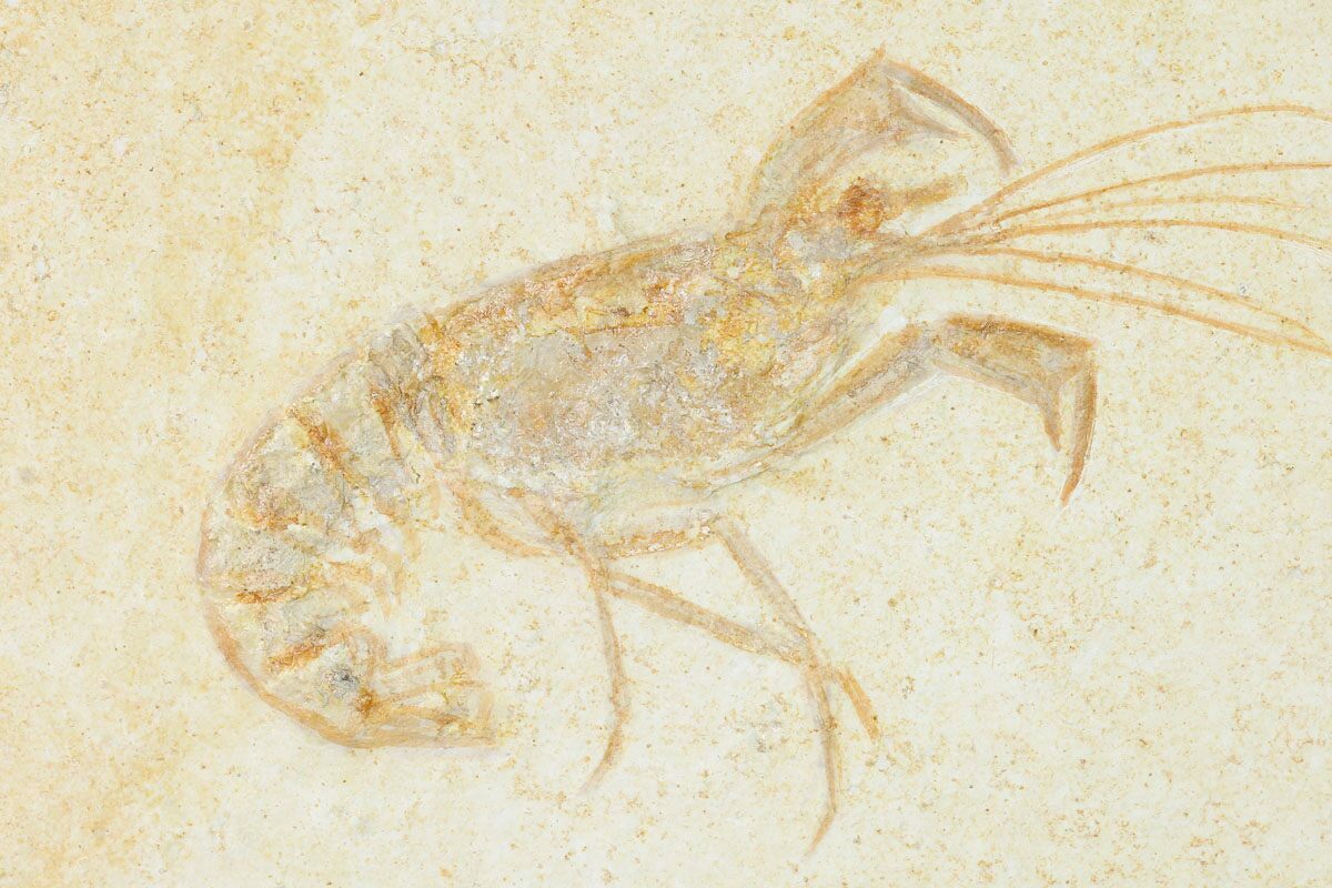 Bargain, 6.1" Fossil Lobster (Eryma) - Germany (#144815) For Sale ...