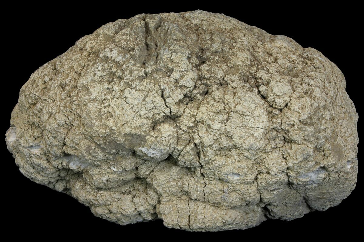 10.5" Keokuk Quartz Geode - Iowa For Sale (#144795) - FossilEra.com