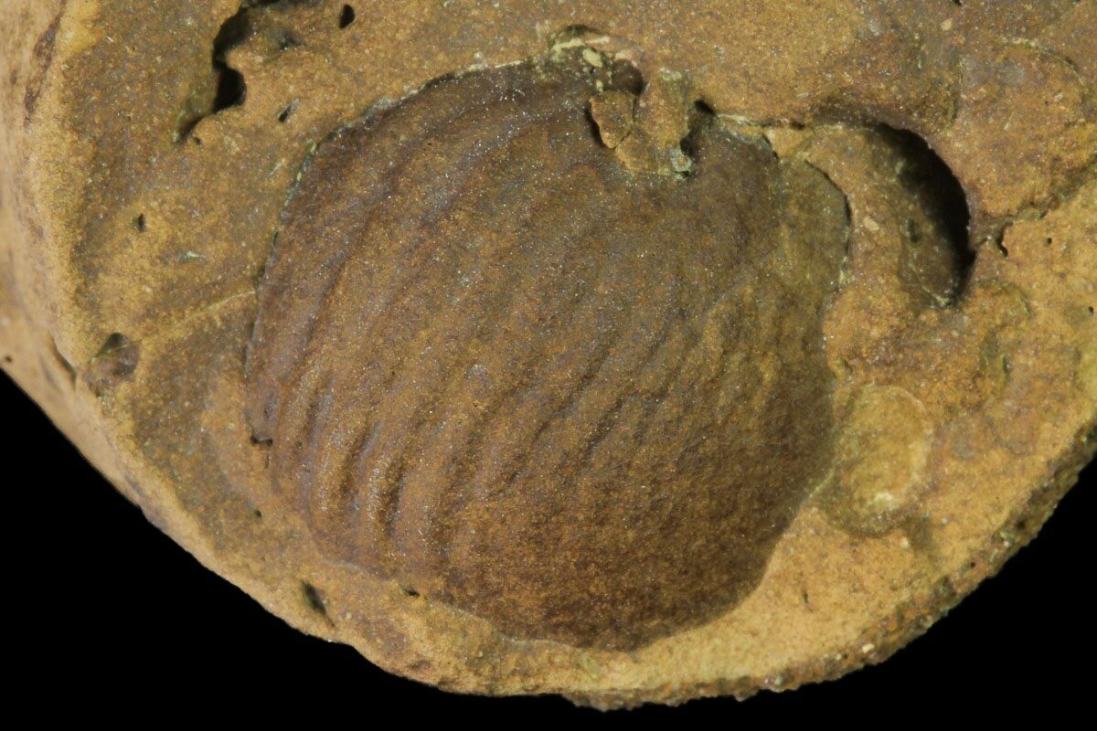 2 Cretaceous Coprolite Poop With Seed Judith River Formation 2 Cretaceous Coprolite Poop With Seed Judith River Formation