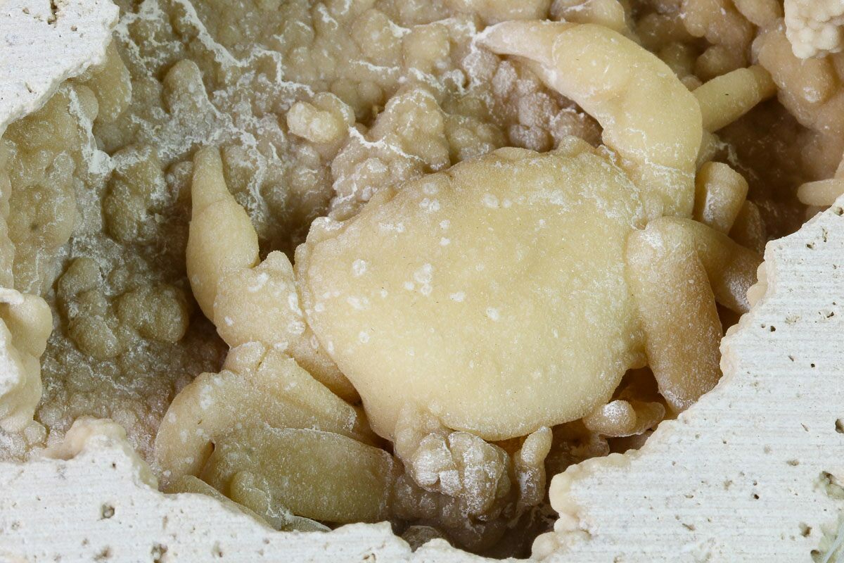 2.4" Fossil Crab (Potamon) Preserved in Travertine (#145058) For Sale ...