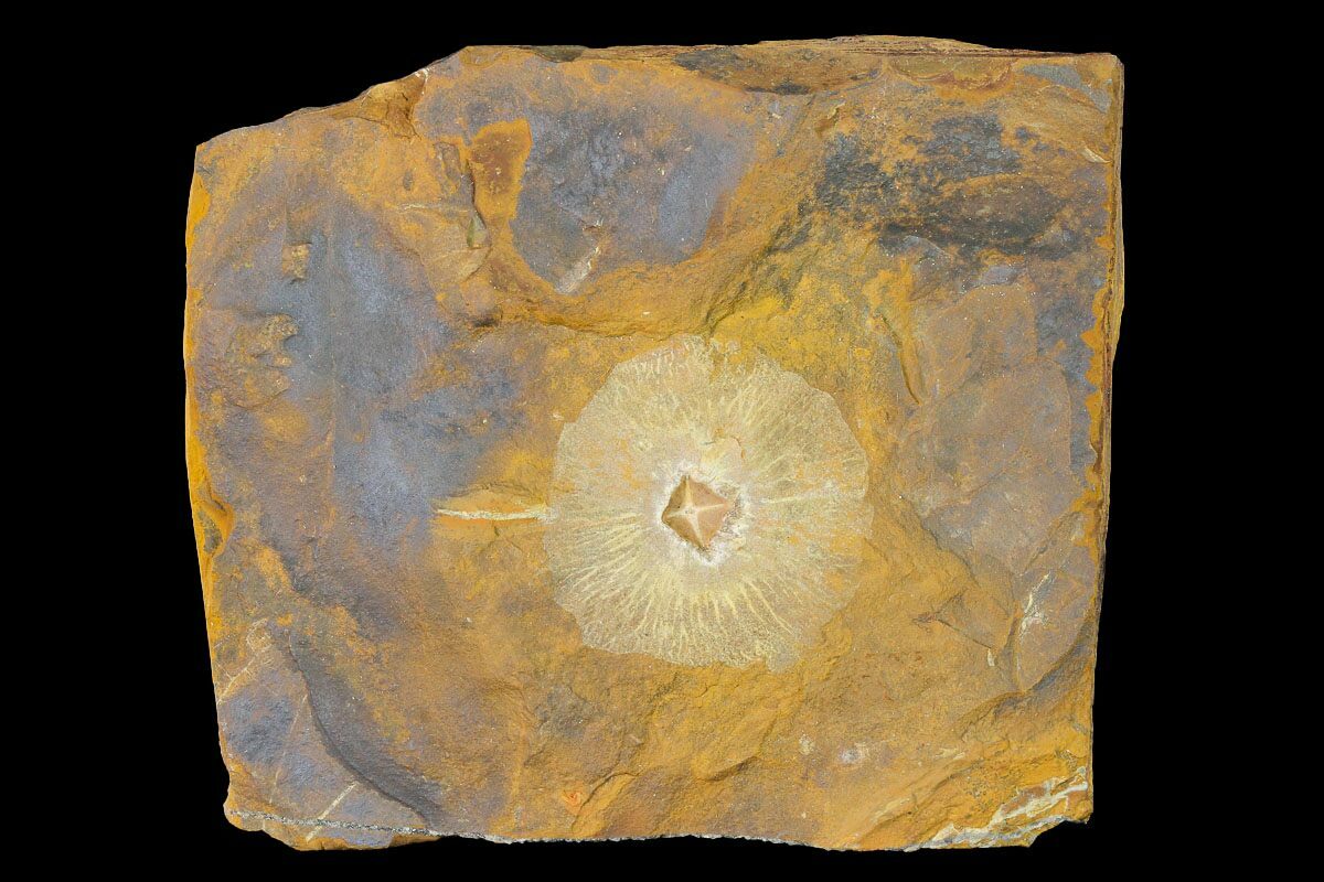 1.05" Fossil Winged Walnut (Juglandaceae) Fruit - North Dakota (#145304 ...