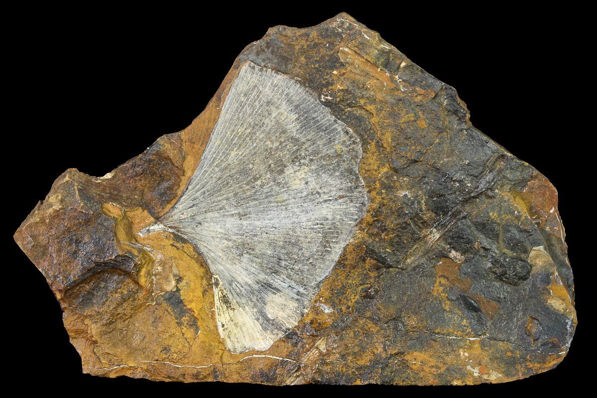 2.1" Fossil Ginkgo Leaf From North Dakota - Paleocene (#145319) For ...
