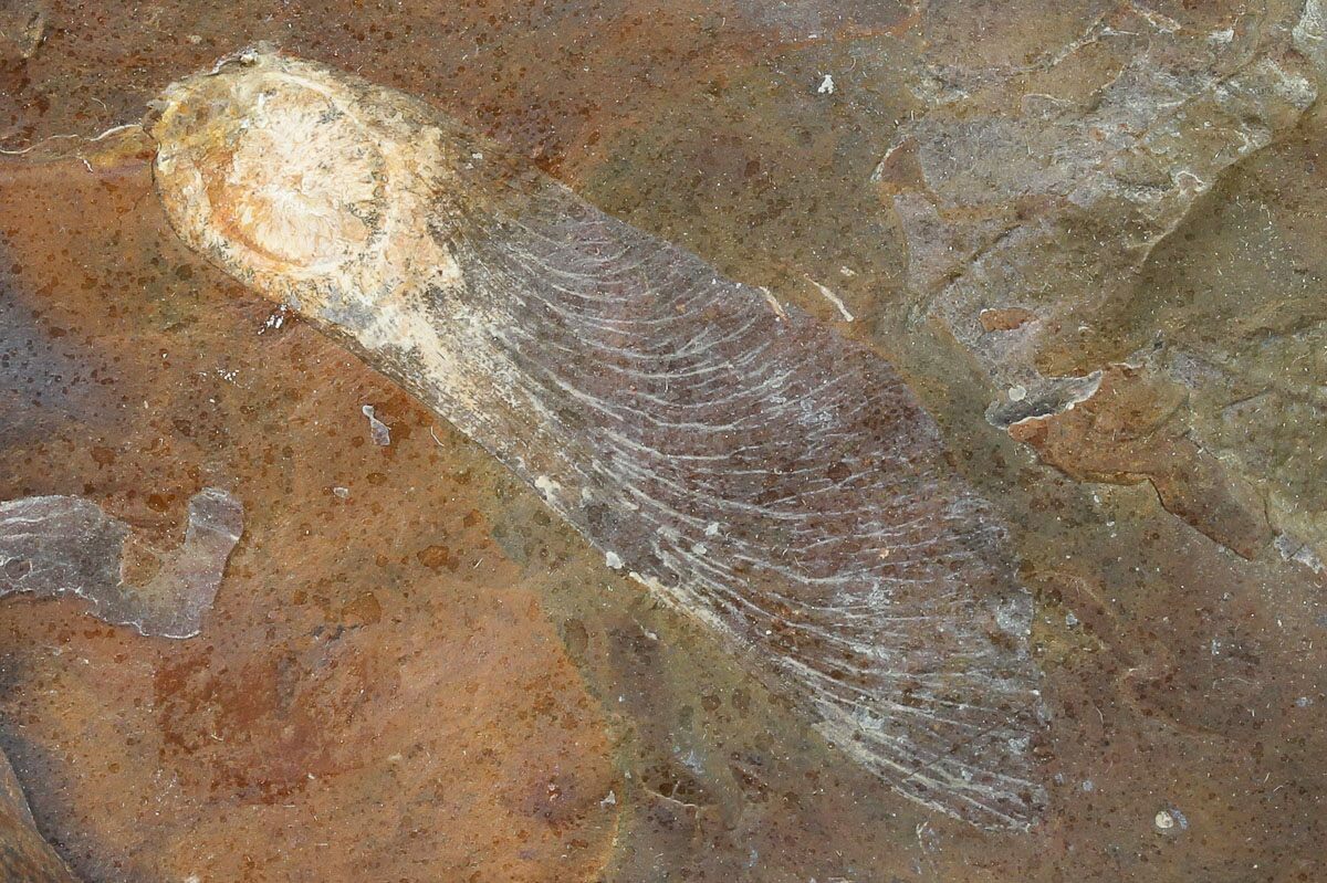 2.2" Paleocene Winged Maple Seed (Acer) Fossil - North Dakota (#145331 ...