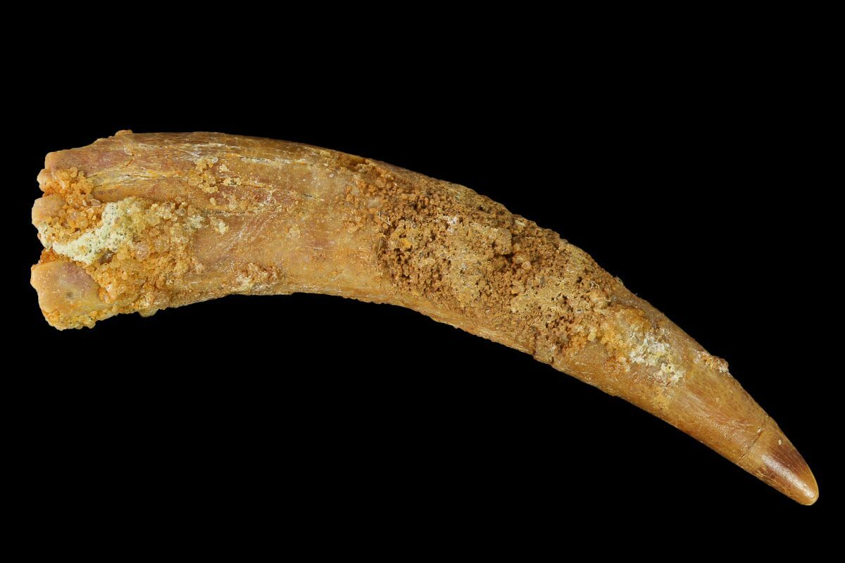 Bargain, 2.11" Fossil Pterosaur (Siroccopteryx) Tooth - Very Large ...