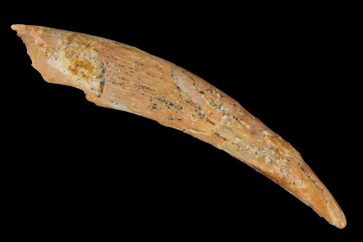1.43" Fossil Pterosaur (Siroccopteryx) Tooth - Morocco (#145770) For ...