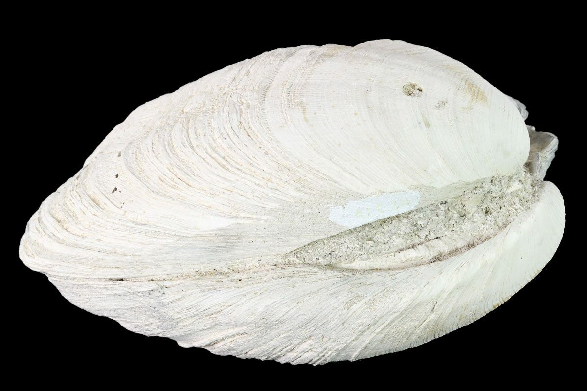 4.5" Pliocene Bivalve (Mercenaria) Fossil - Florida For Sale (#146161 ...