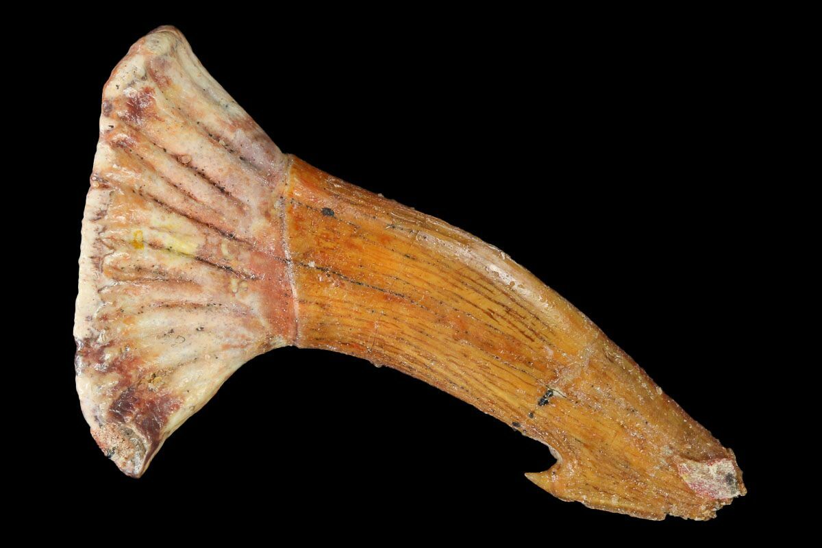 Bargain, 1.45" Fossil Sawfish (Onchopristis) Rostral Barb - Morocco ...