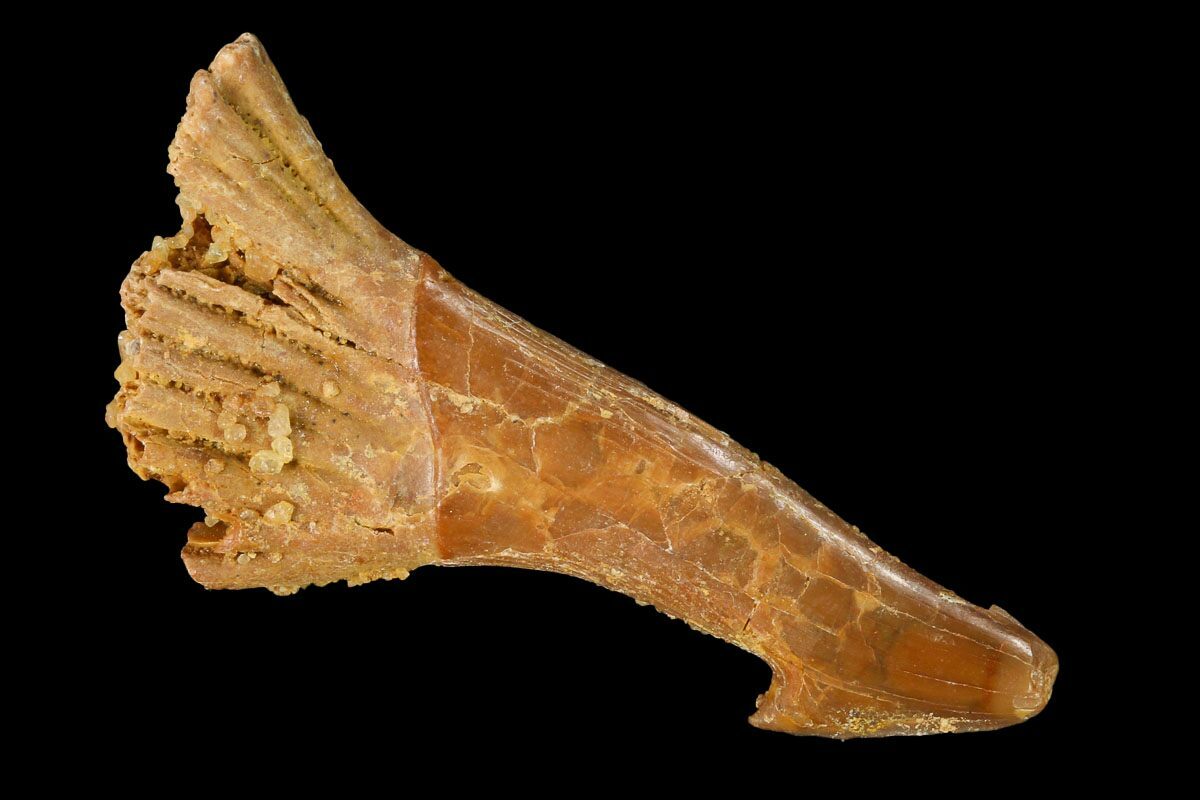 Bargain, 1.45" Fossil Sawfish (Onchopristis) Rostral Barb - Morocco ...