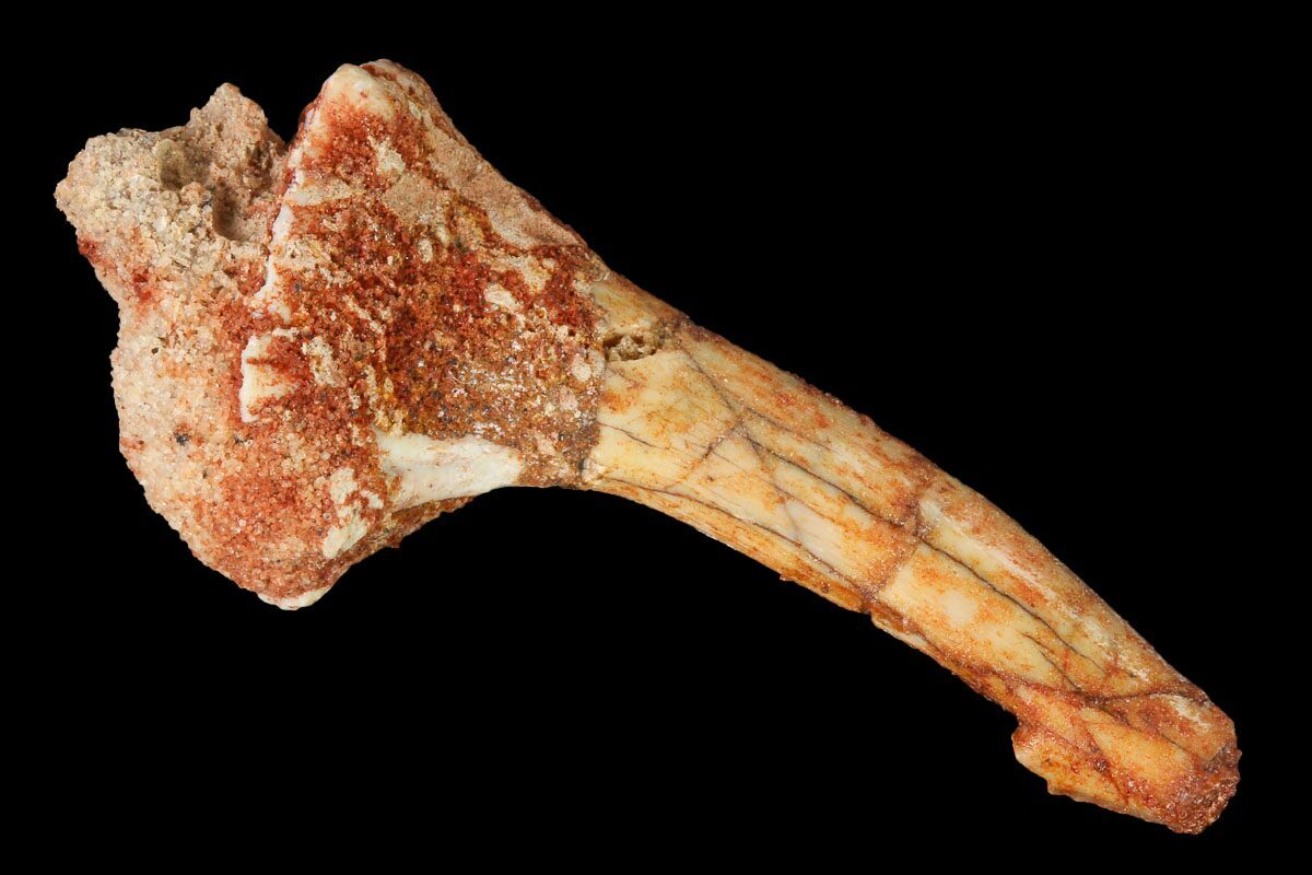 Bargain, 1.45" Fossil Sawfish (Onchopristis) Rostral Barb - Morocco ...