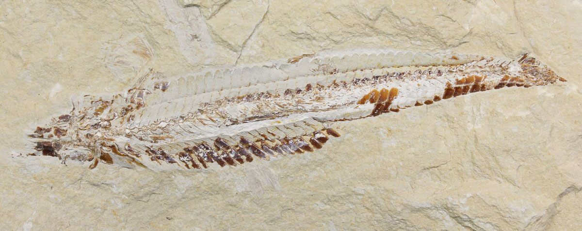 Bargain, 6.1" Cretaceous Viper Fish (Prionolepis) - Lebanon (#147170 ...