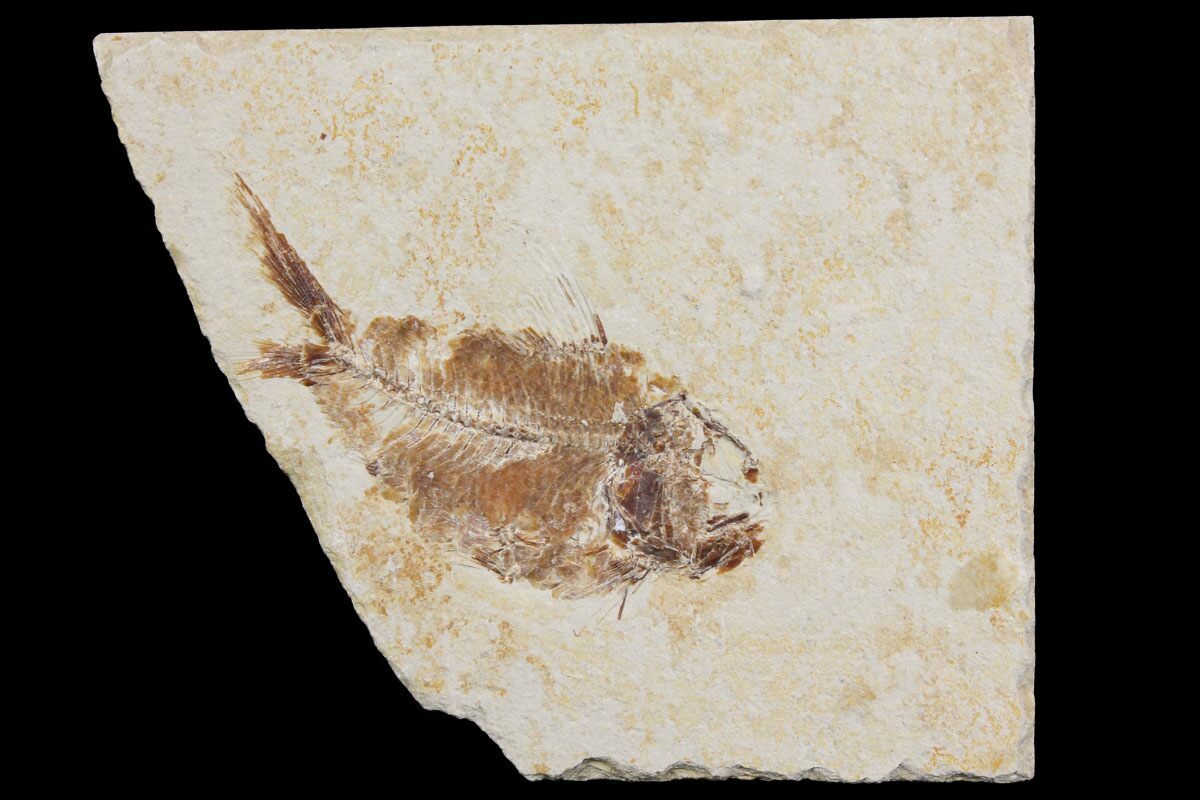 Bargain, 2.7" Cretaceous Fish (Nematonotus) Fossil - Lebanon (#147196 ...