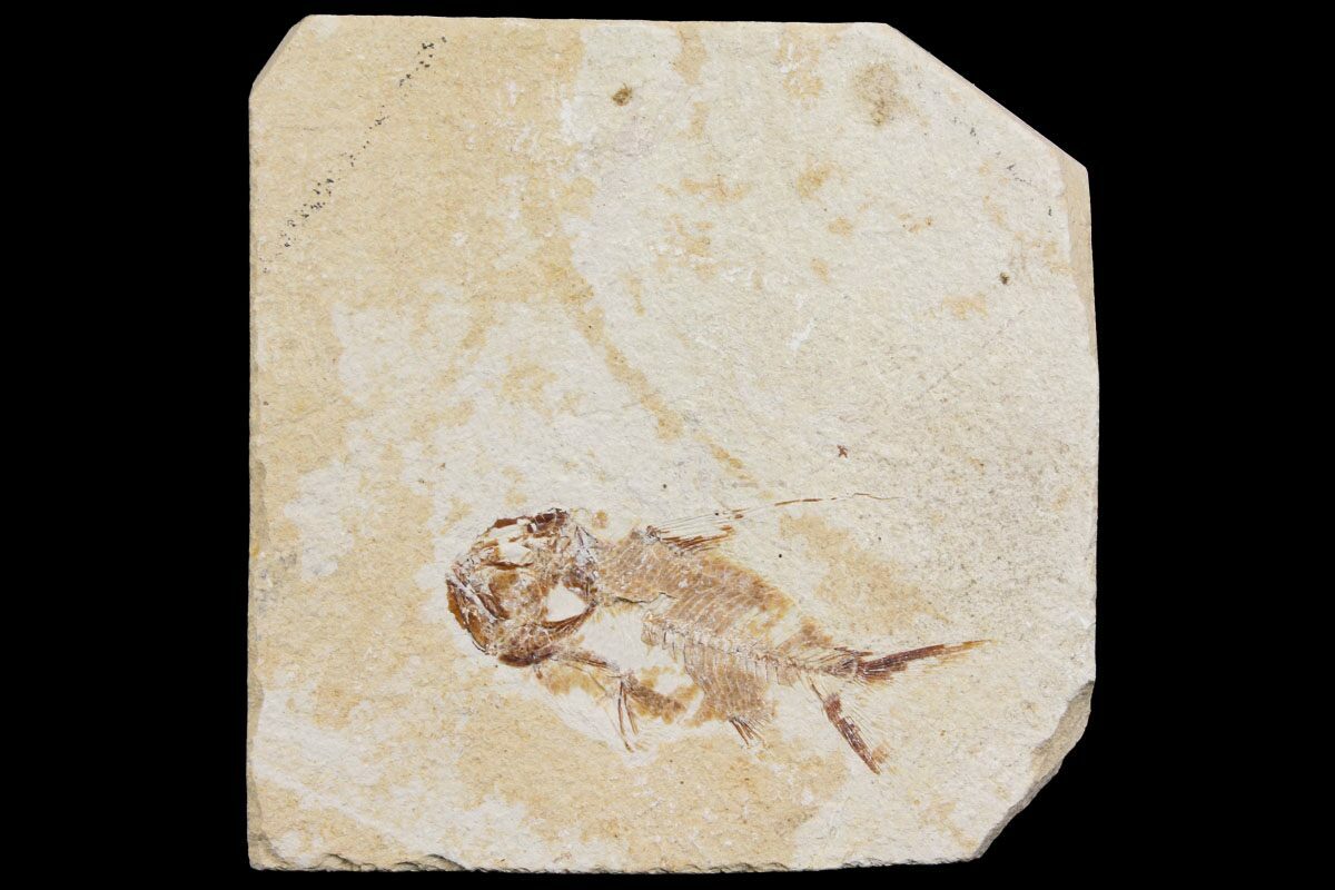 2.1" Cretaceous Fish (Nematonotus) Fossil - Lebanon (#147198) For Sale ...