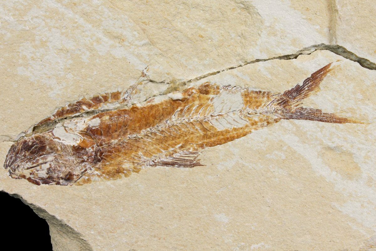 Bargain, 3.7" Cretaceous Fish (Nematonotus) Fossil - Lebanon (#147199 ...