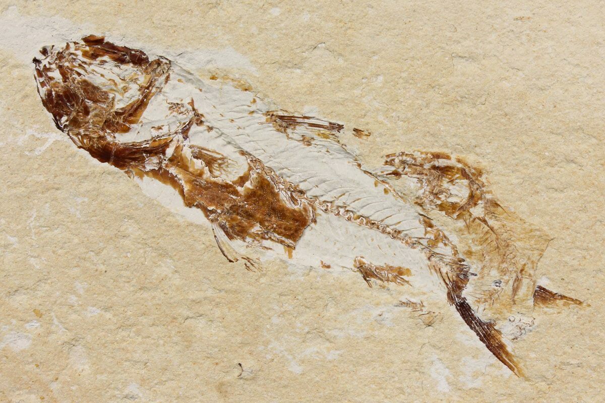 Bargain, 3.3" Cretaceous Fish (Nematonotus) Fossil - Lebanon (#147207 ...