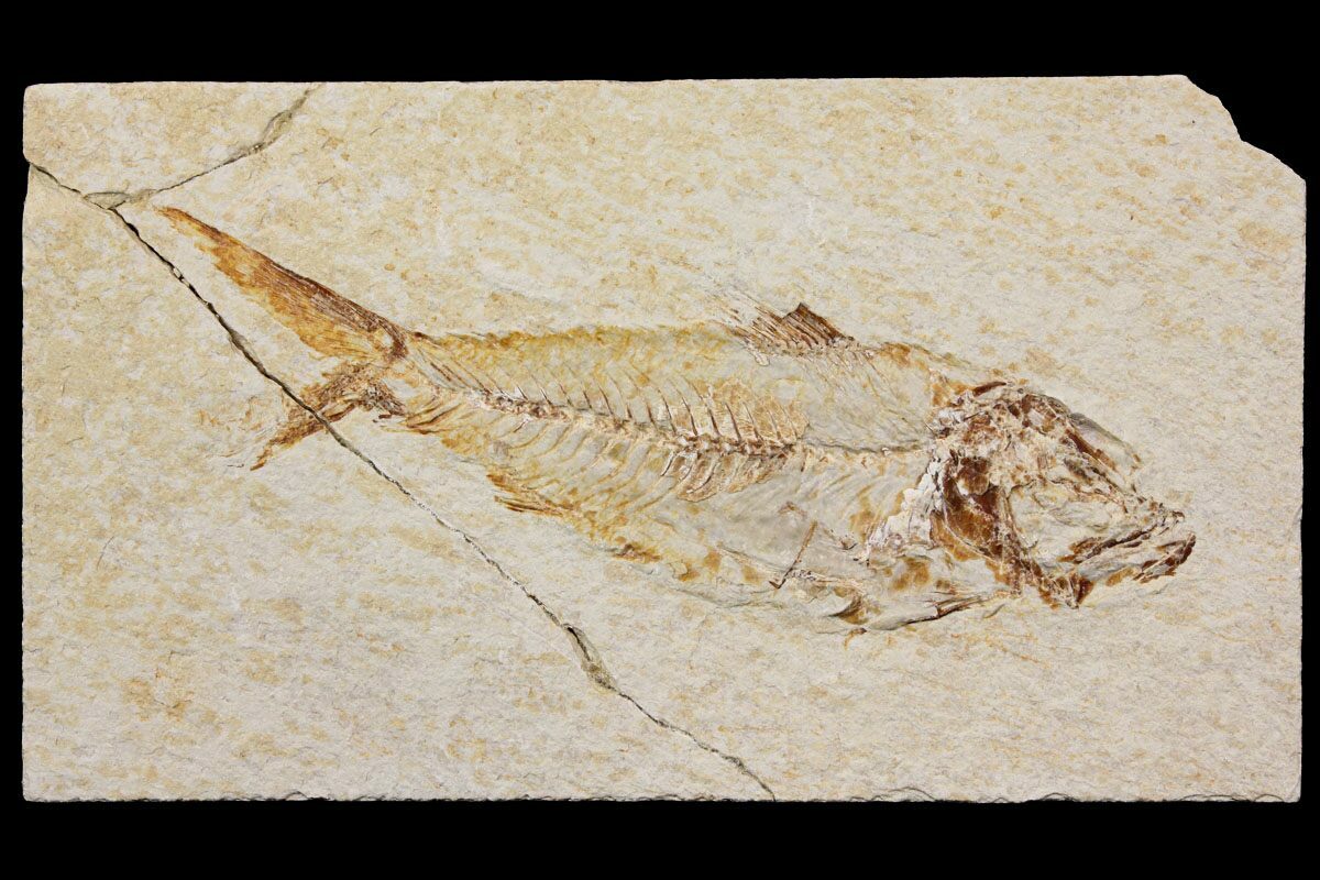 Bargain, 4.75" Cretaceous Fish (Nematonotus) Fossil - Lebanon (#147221 ...