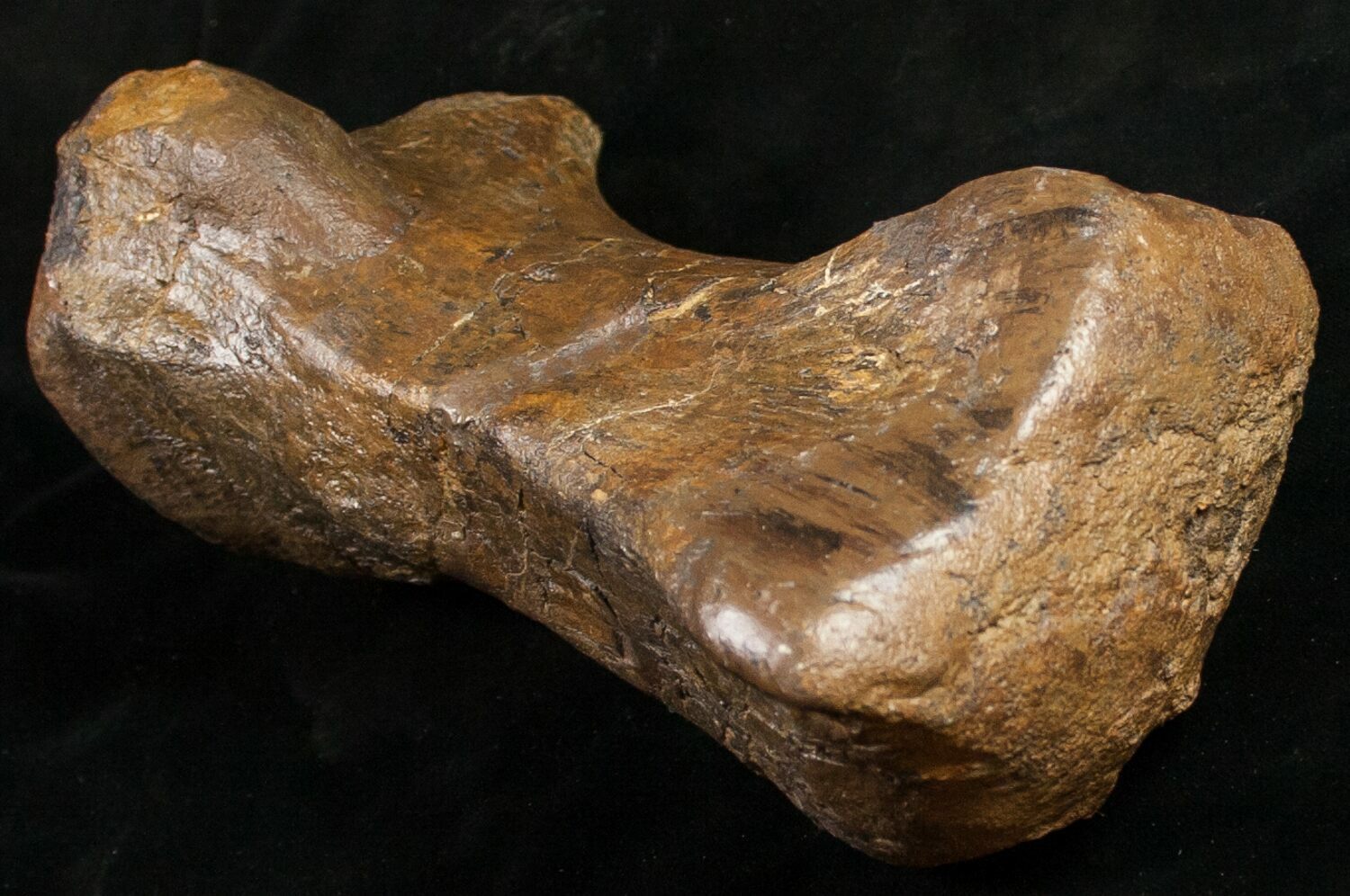 8" Sauropod (Diplodocus) Metatarsal - Dana Quarry (#10115) For Sale ...