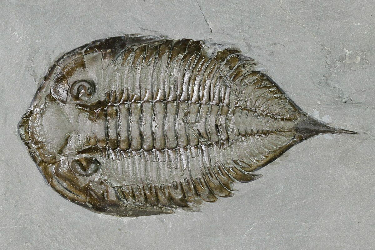 2.25" Dalmanites Trilobite Fossil - New York (#147319) For Sale ...