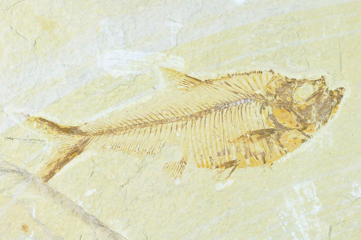 Bargain, 4.5" Fossil Fish (Diplomystus) - Green River Formation ...