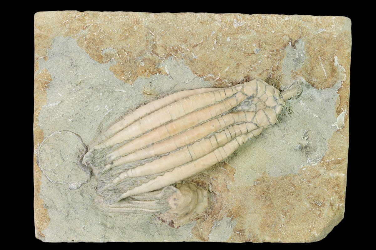 Two Fossil Crinoids (Scytalocrinus & Macrocrinus) - Indiana (#148663 ...