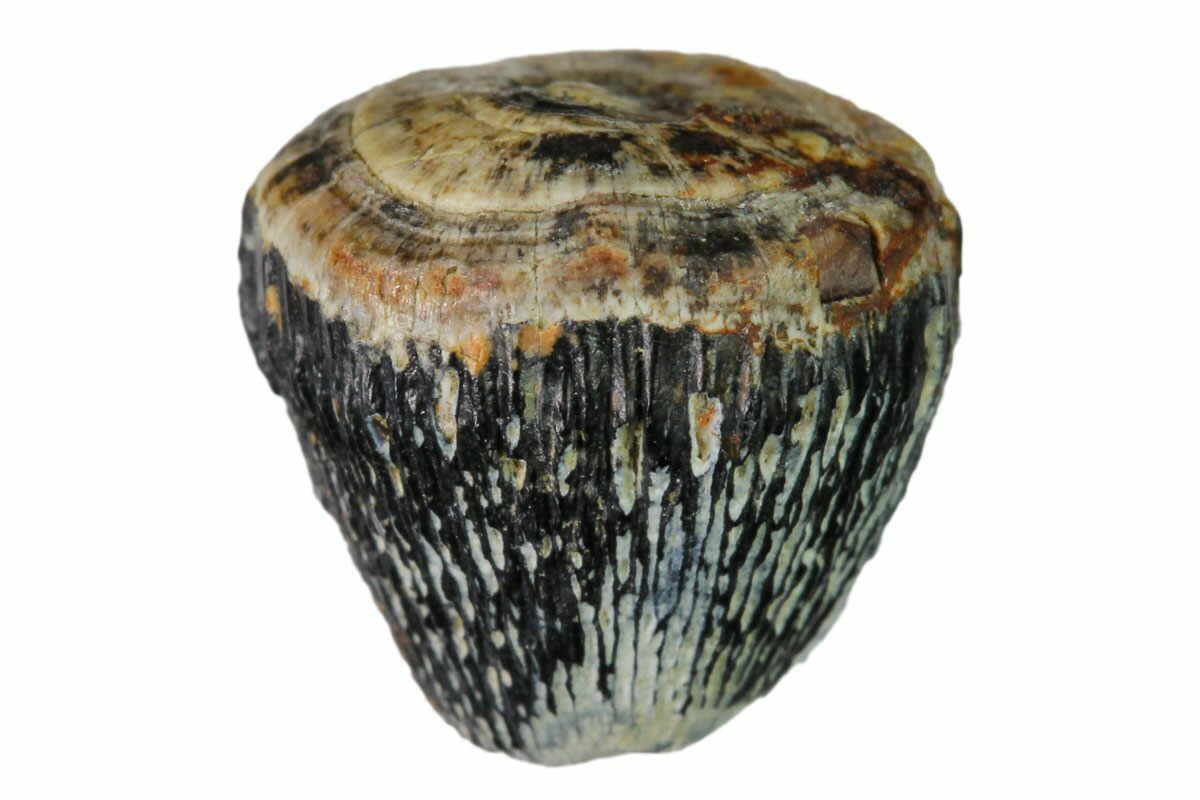 .39" Cretaceous Fossil Alligatoroid (Brachychampsa) Tooth - Wyoming ...
