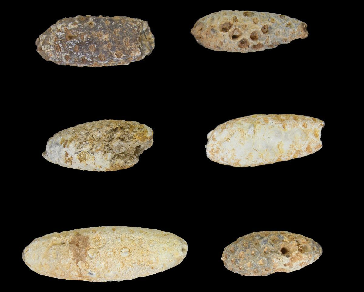 Lot: Fossil Seed Cones (Or Aggregate Fruits) - 10 Pieces (#148867) For ...