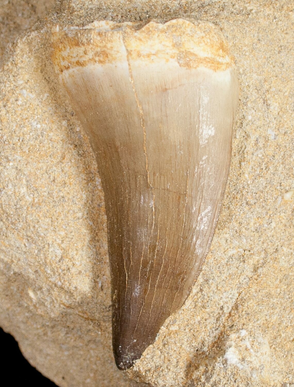 1.9" Long Mosasaur Tooth In Matrix (#10231) For Sale - FossilEra.com