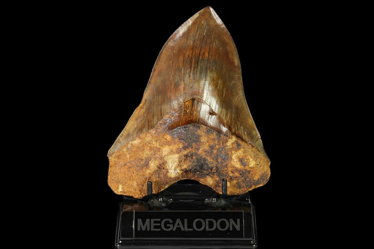 Serrated, 5.86" Huge, Red Megalodon Tooth - Indonesia For Sale (#149849 ...