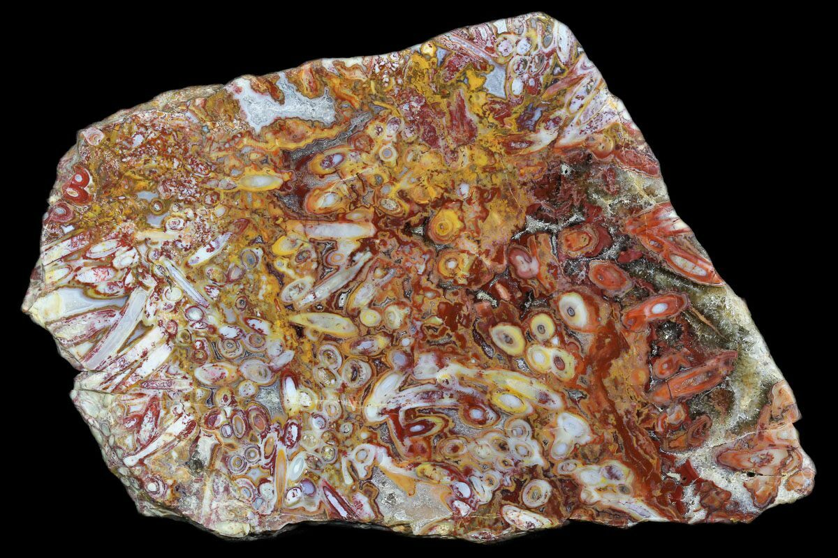 4.5" Colorful, Polished Petrified Palm Root - Indonesia (#149976) For ...