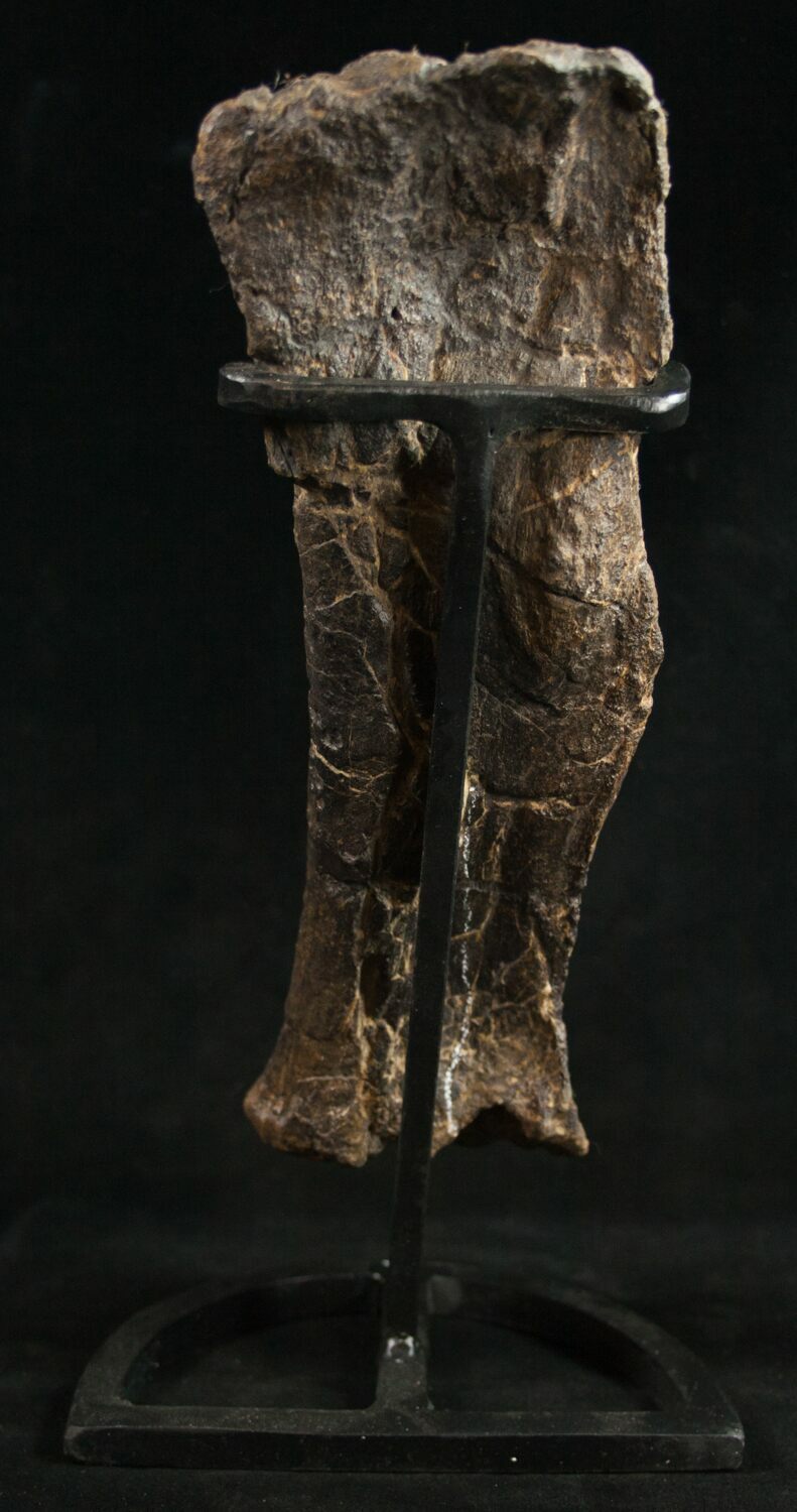 9" Sauropod (Diplodocus) Metatarsal - Dana Quarry (#10138) For Sale ...
