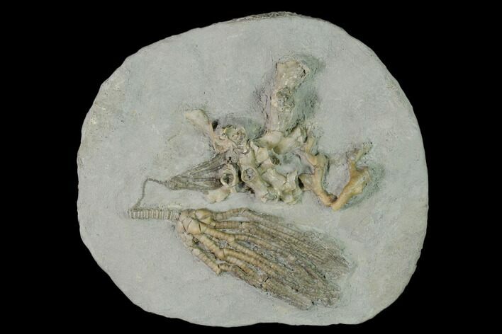 4.2" Fossil Crinoid and Coral Association - Crawfordsville, Indiana ...